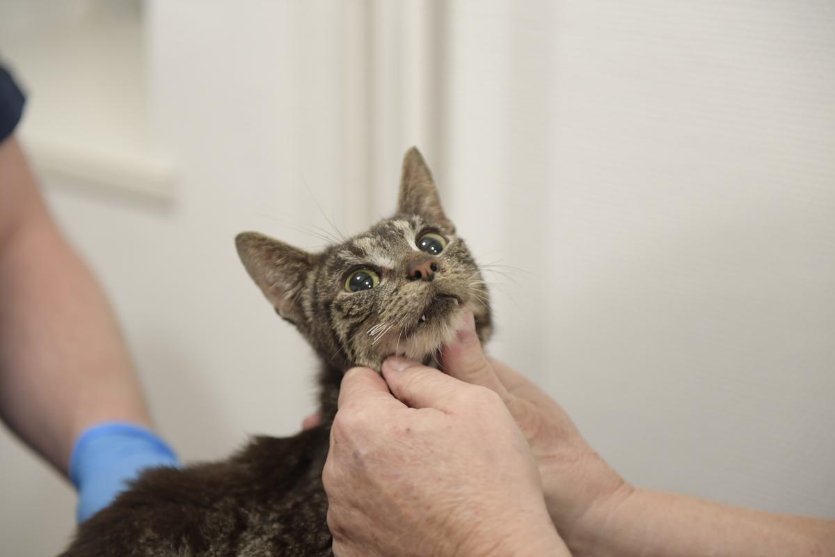 Dyrereddere mødt af voldsomt syn: Katte efterladt i fraflyttet hus | Dyrenes Beskyttelse